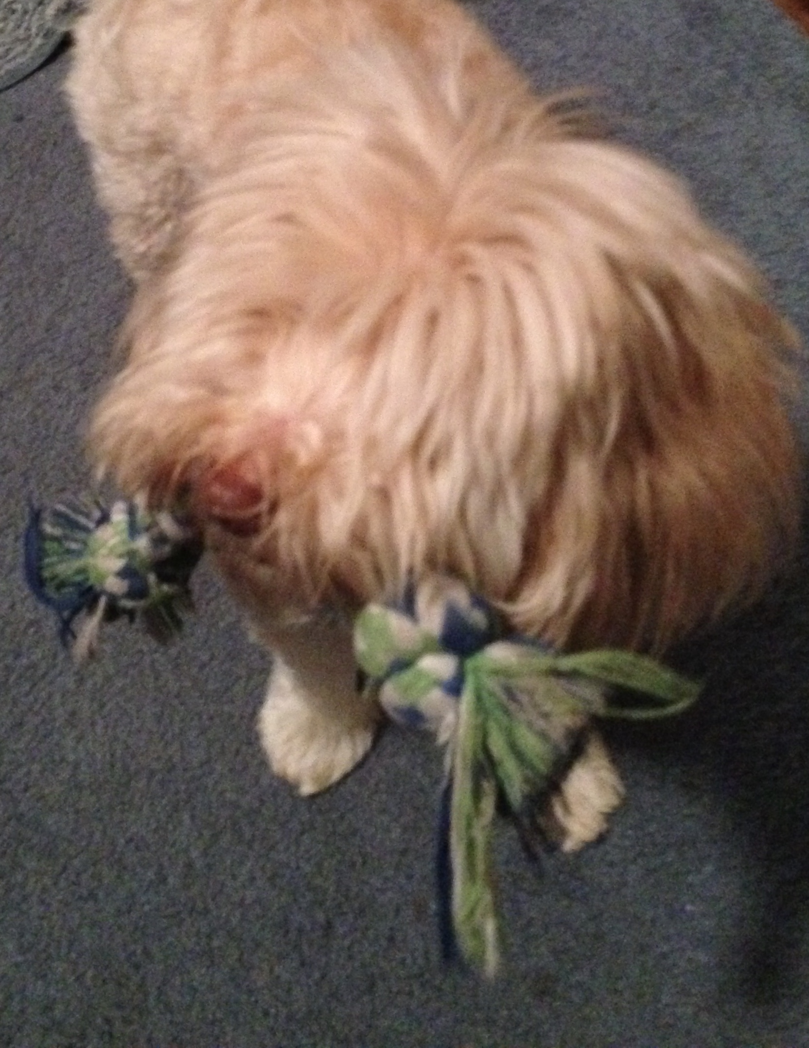 Blind Dog, Seeing-eye Person | Drawn by Inspiration