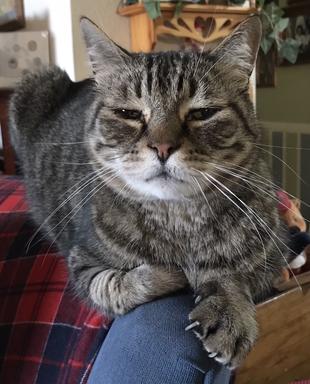 CLEO THE CAT HERE TO INSPIRE YOU! | Drawn by Inspiration