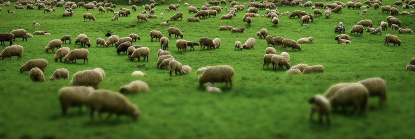 Peace, Inspiration, and Sheep | Drawn by Inspiration